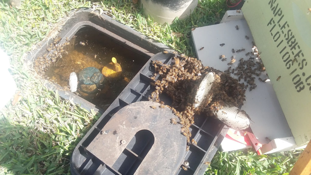 Bee Removals and Swarms – 2021 | NaplesBees.com