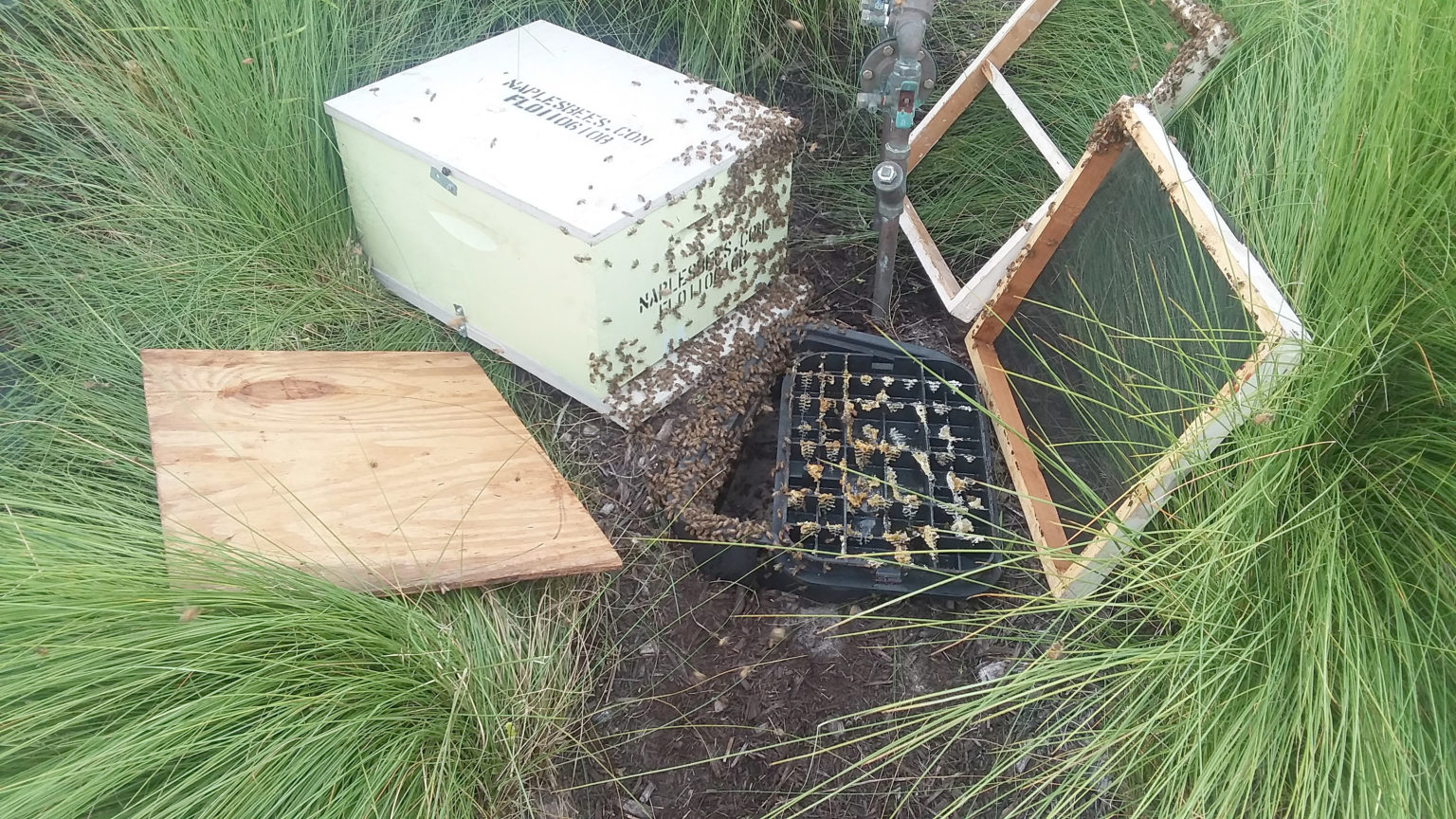 hive_removal_from_water_meter_at_house_on_Willoughby_Drive_in_Naples ...